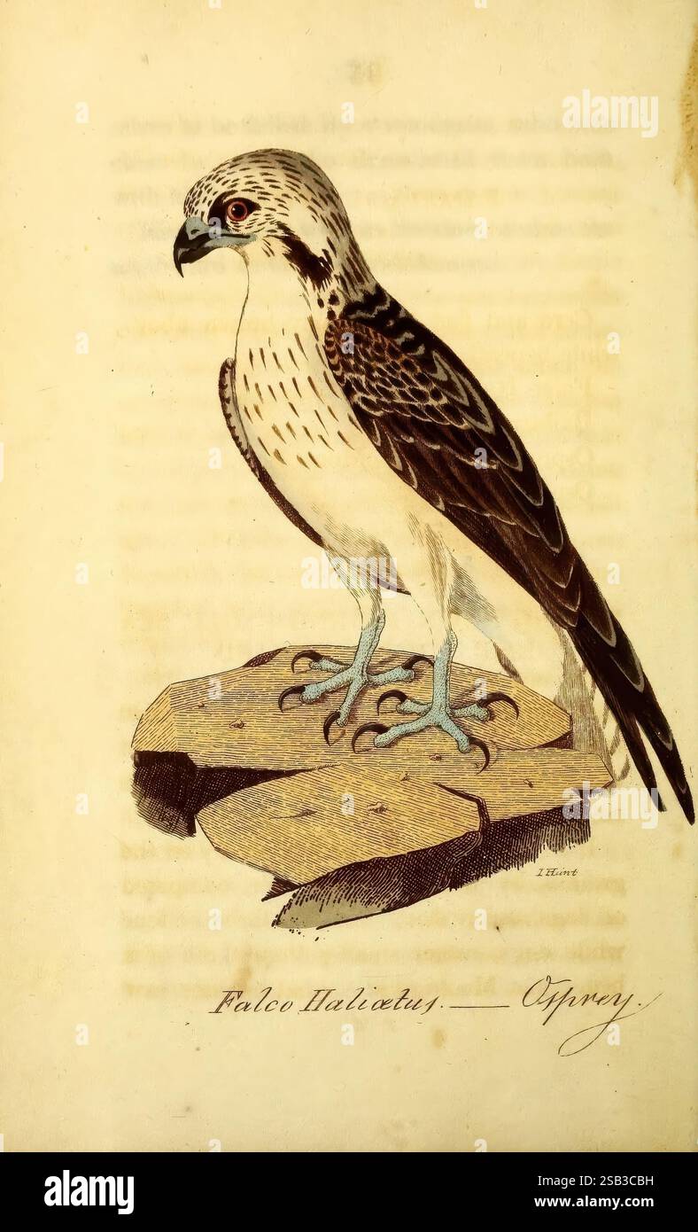 Falcons slender body hi-res stock photography and images - Alamy