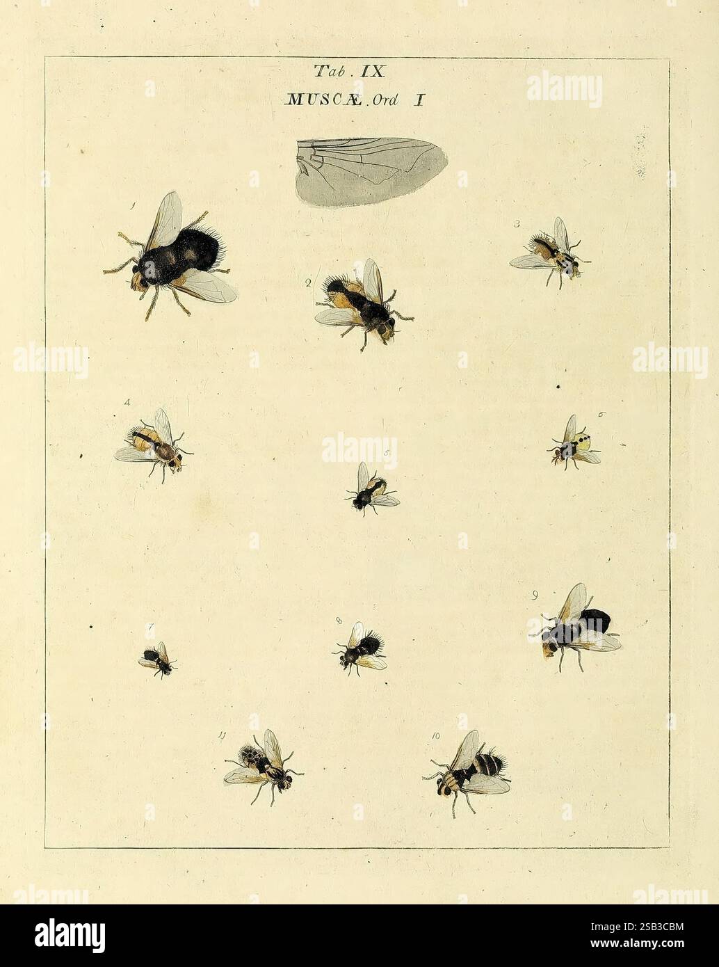 Exposition des insectes que se trouvent en Angleterre, Londres, B ...