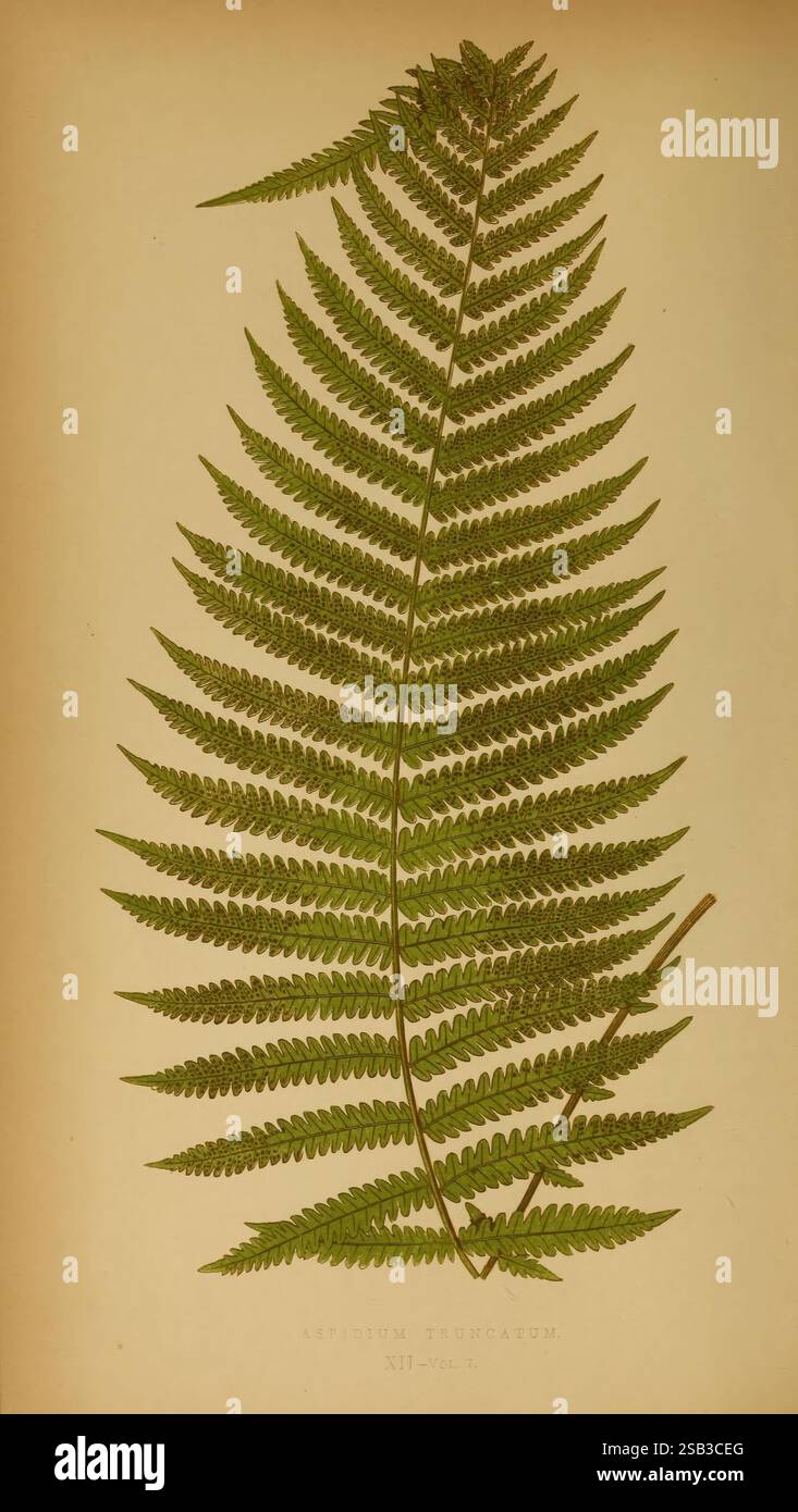 Ferns British Exotic London Groombridge and Sons 1856-60 Ferns, A ...