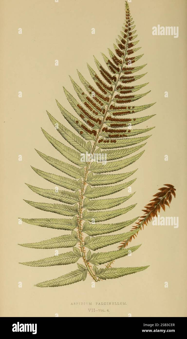 Aspidium falcinellum hi-res stock photography and images - Alamy