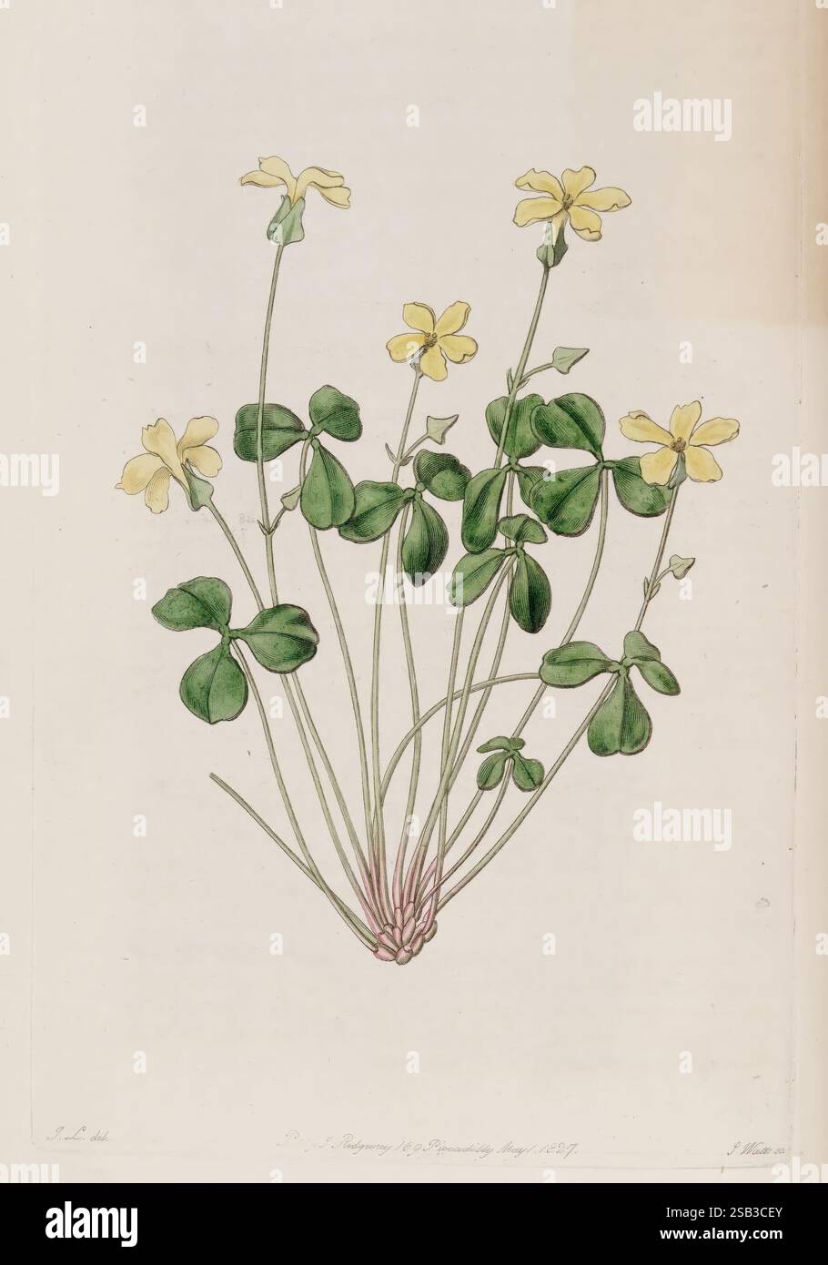 The Botanical Register, London, Printed for James Ridgway, 1815-1828 ...