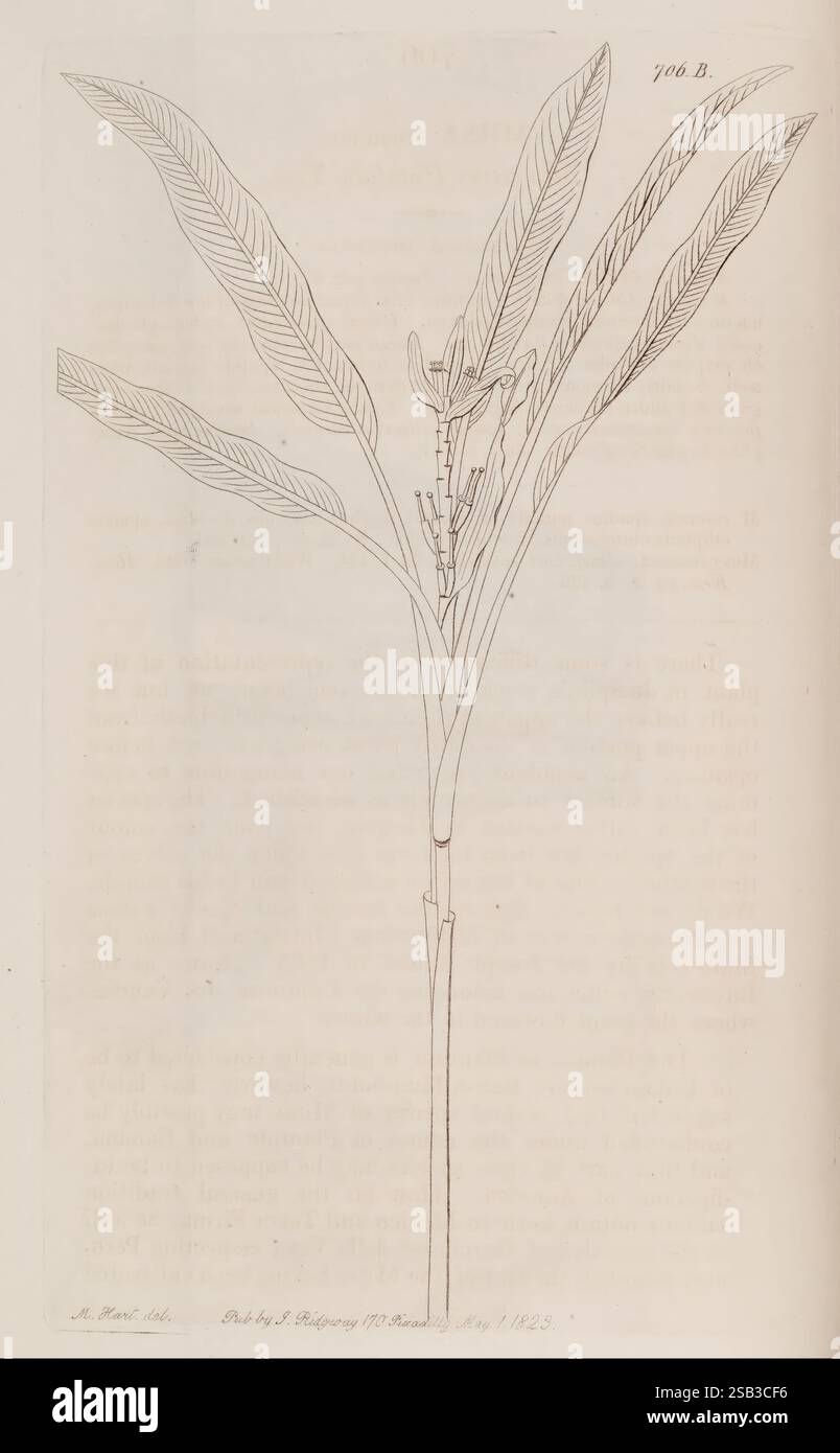 The Botanical Register, London, Printed for James Ridgway, 1815-1828 ...