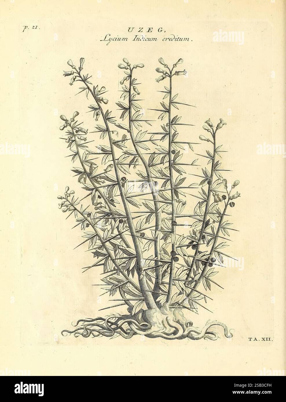 Prosperi Alpini Marosticensis, Philosophi, Medici, In celeberrimo Lyceo ...