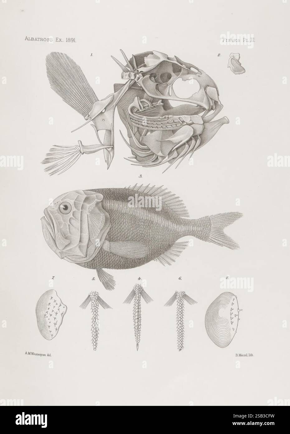 Fishs internal framework hi-res stock photography and images - Alamy