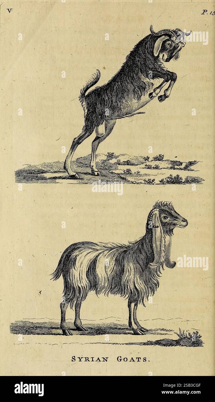 Early works mammals goat hi-res stock photography and images - Alamy