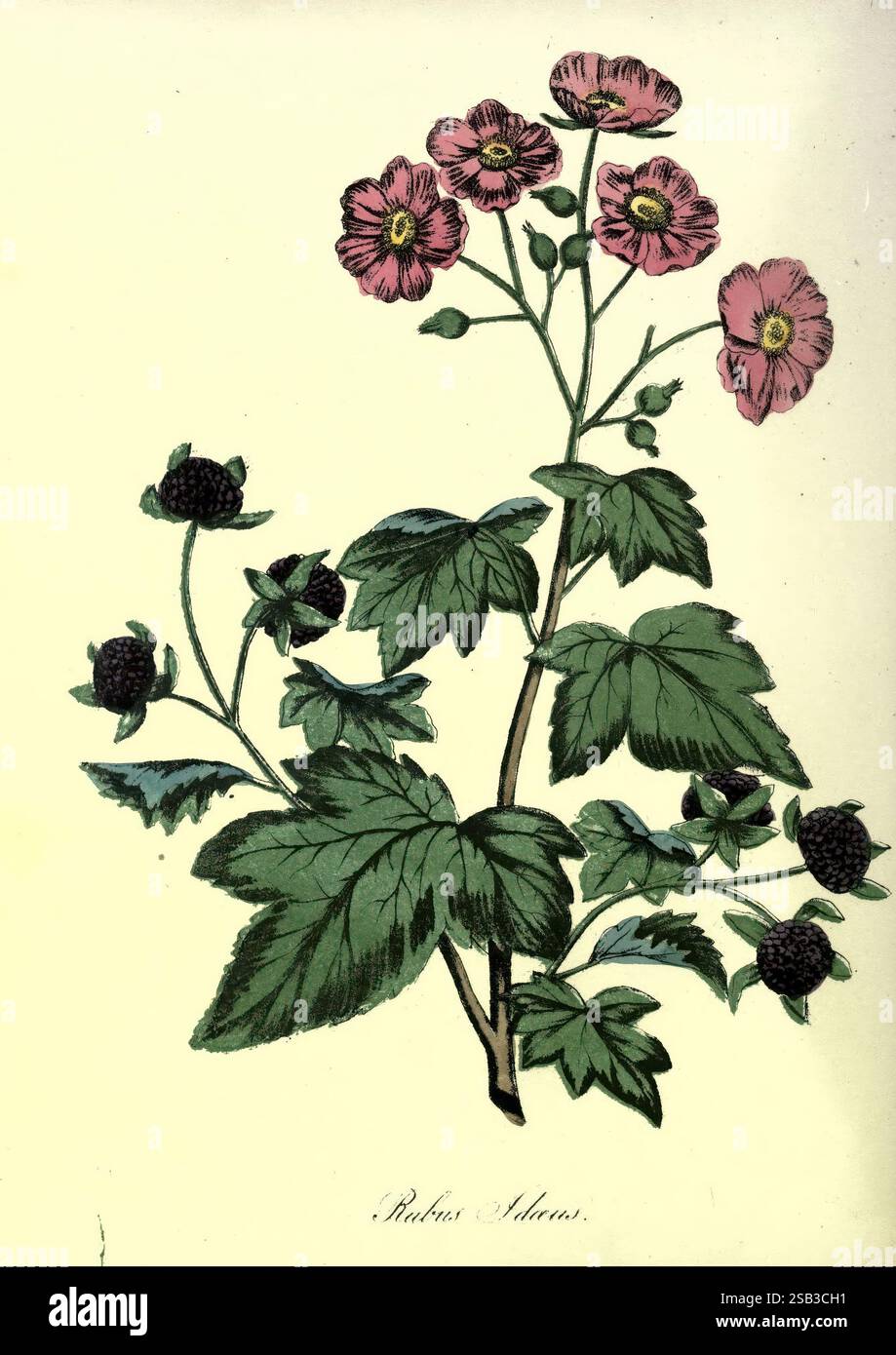 Foliages rich texture hi-res stock photography and images - Alamy