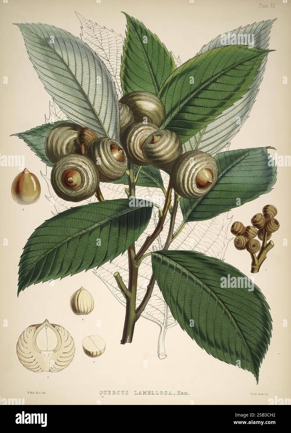 Illustrations of Himalayan plants, London, L. Reeve, 1855, Himalayan ...