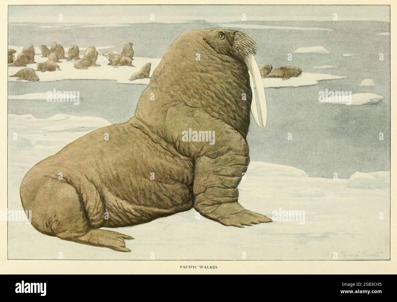 Trinomial odobenus hi-res stock photography and images - Alamy