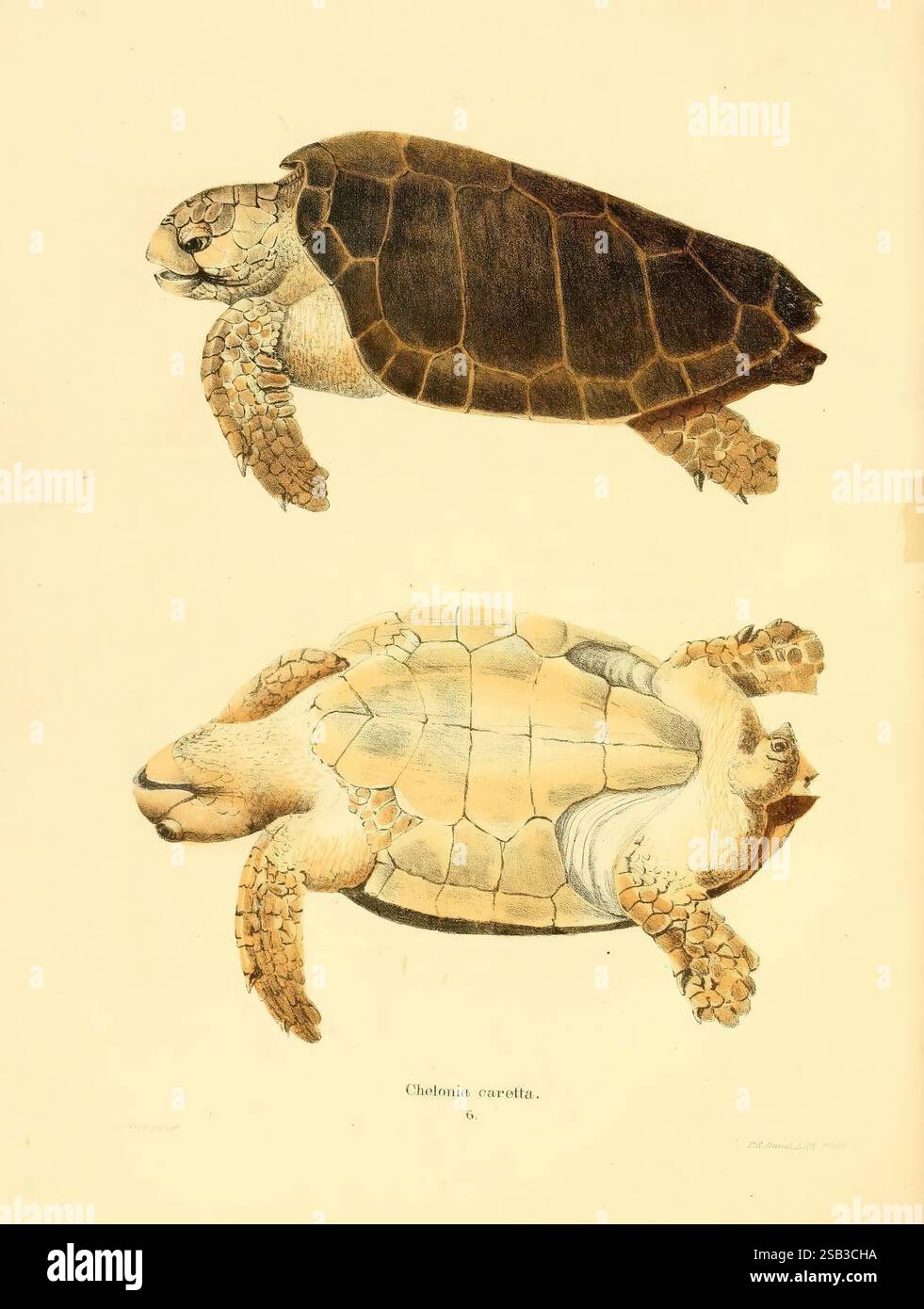 Loggerhead turtle caretta making hi-res stock photography and images ...