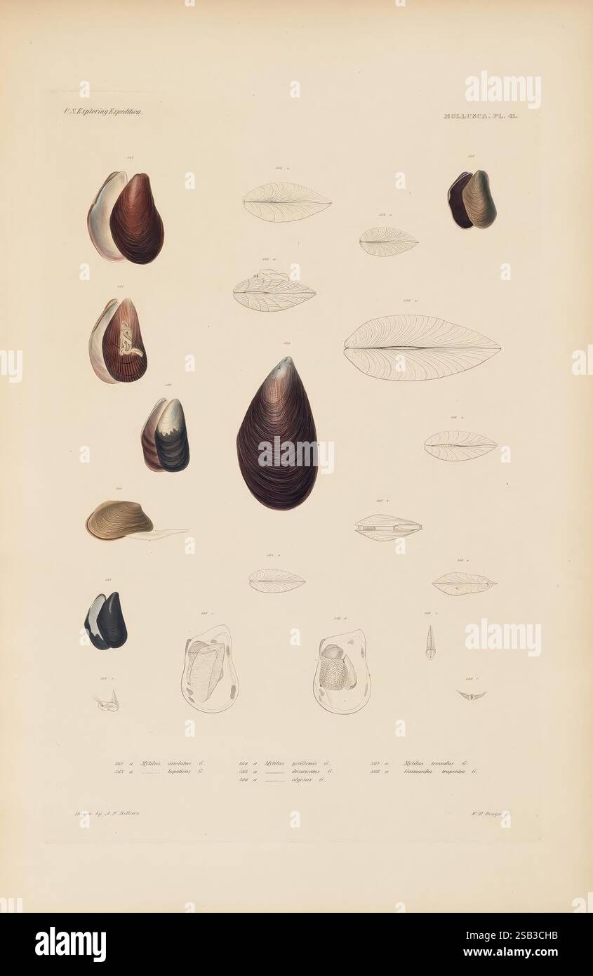 Lower portion contains detailed illustrations hi-res stock photography ...