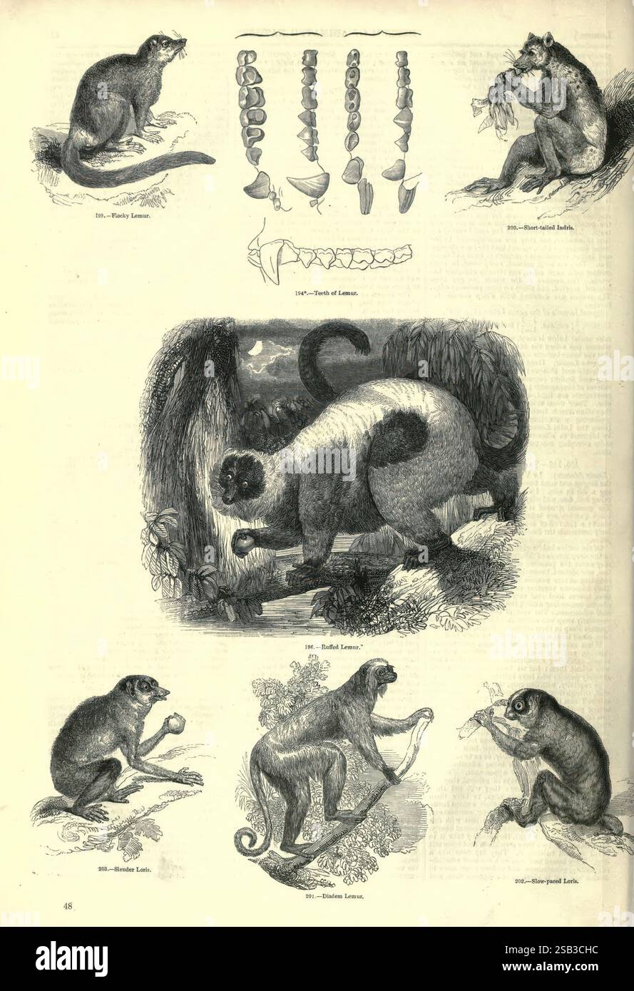 The pictorial museum of animated nature v.1. London, C. Cox, [1844 ...