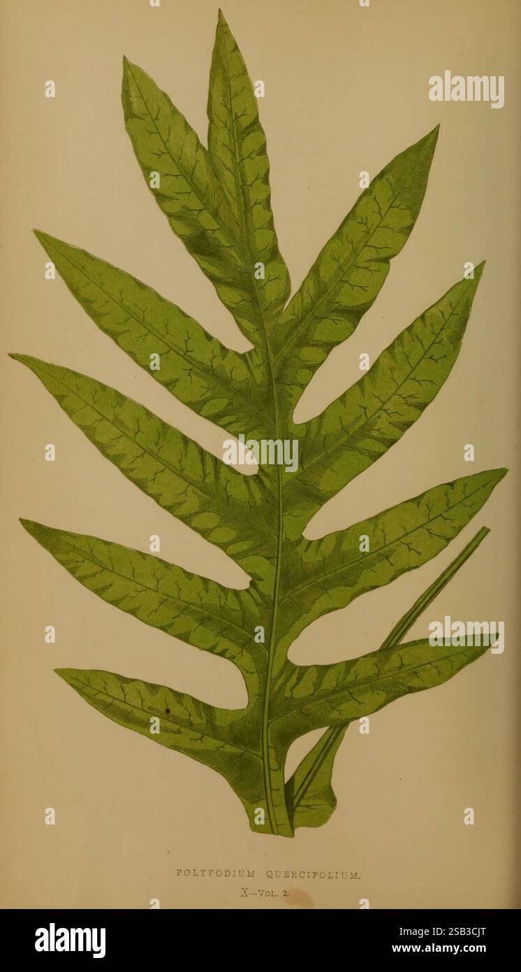 Ferns: British and exotic 1856-60 ferns, A detailed illustration of a ...