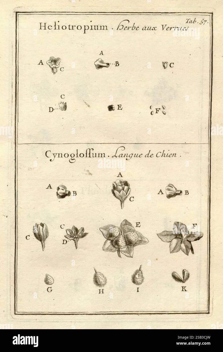 Joseph Pitton de Tournefort, Institutiones rei herbariae, Parisiis, E Typographia Regia, 1700 ...