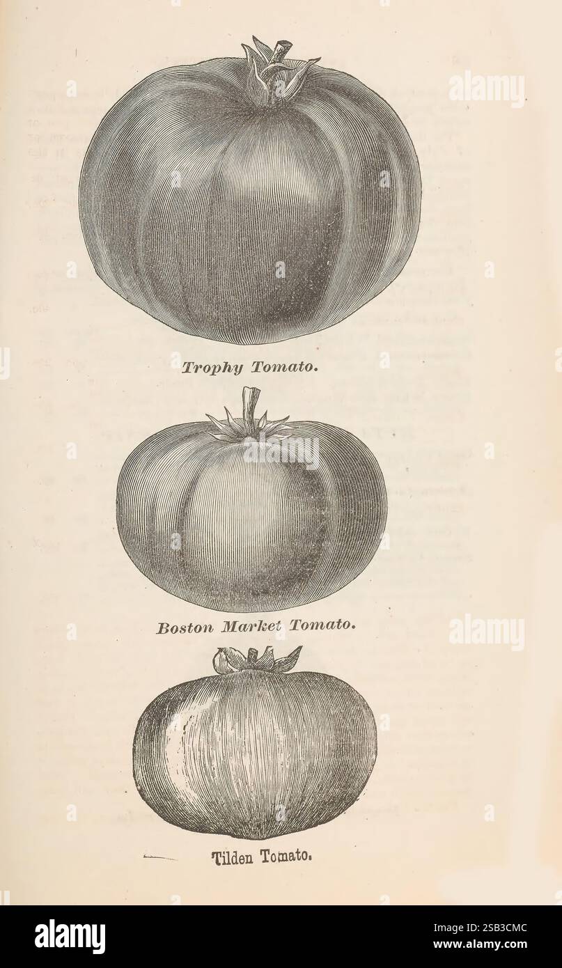 Tomato showcases hi-res stock photography and images - Alamy