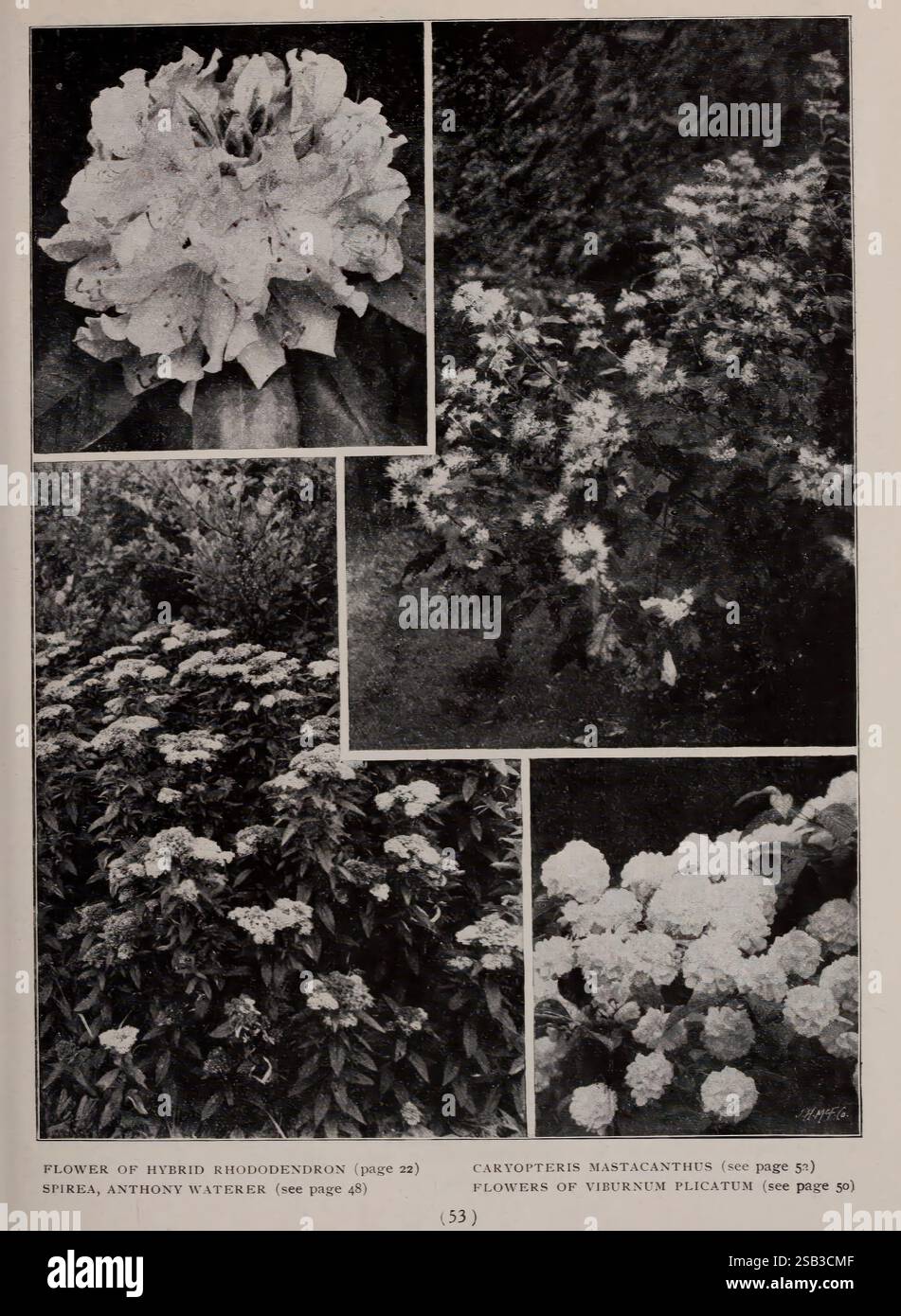 Moon's hardy trees & plants for every place & purpose, Morrisville, Pa ...