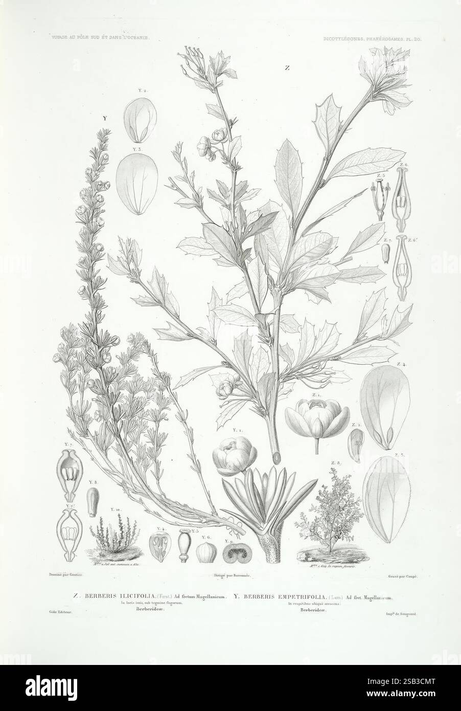 Plant specimen prominently displayed hi-res stock photography and ...