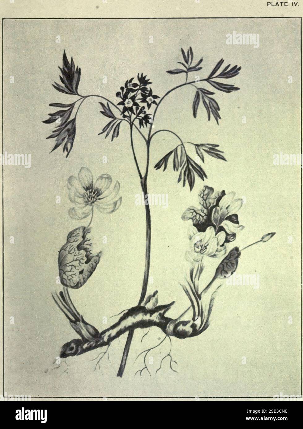 Greater understanding of plant diversity hi-res stock photography and ...