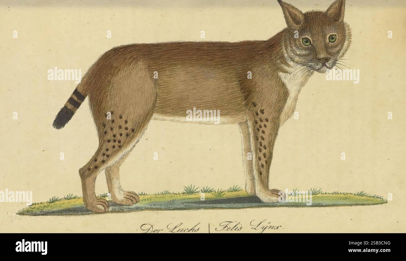 Der cantor felix lynx hi-res stock photography and images - Alamy