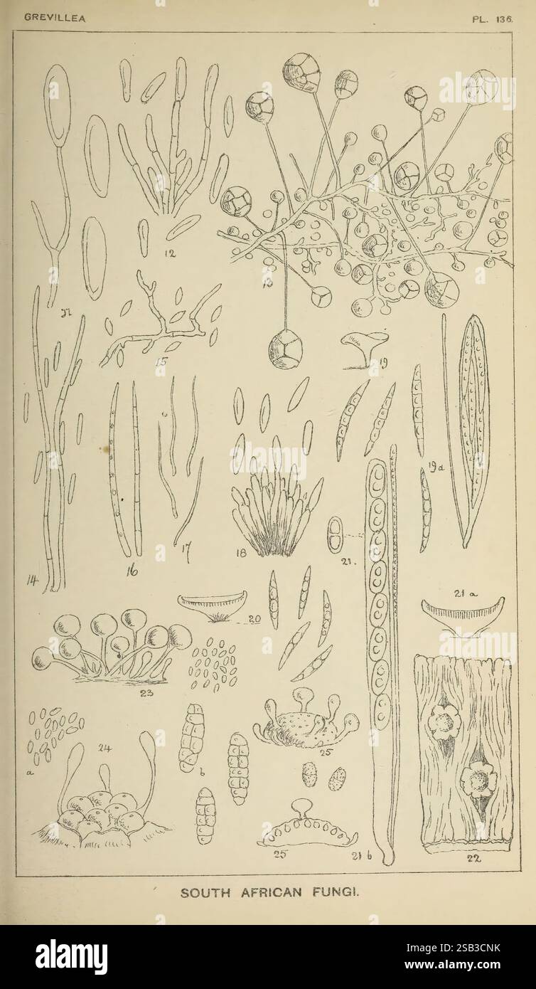 Grevillea, London, 1872-1894, cryptogamia, cryptogams, periodicals ...