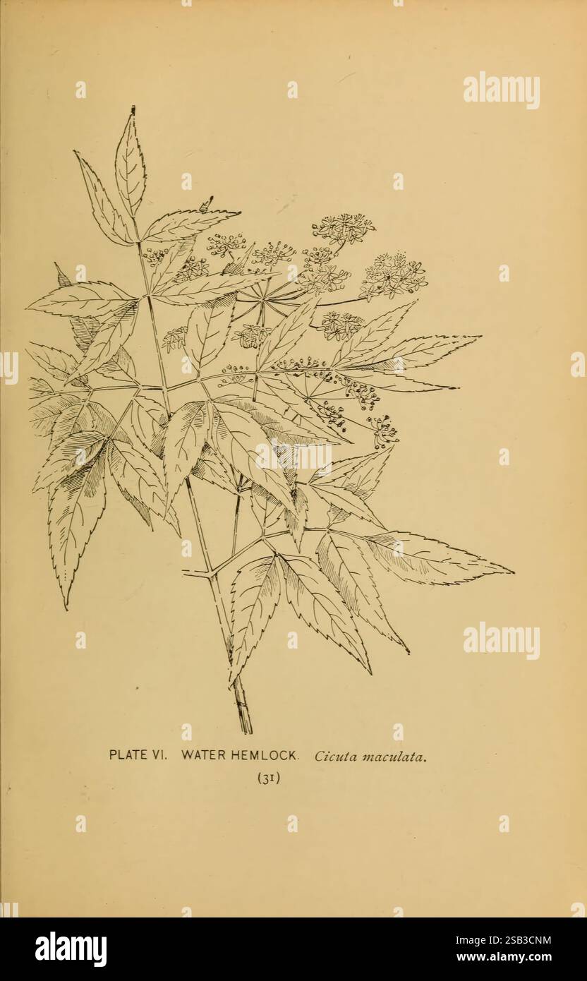 A guide to the wild flowers. New York, 1899, United States, wildflowers ...
