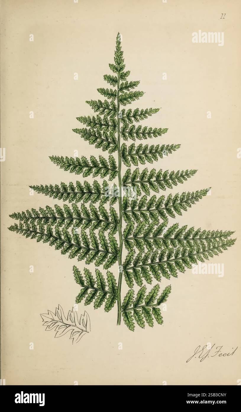 The ferns and fern allies of Wakefield and its neighbourhood, Wakefield ...