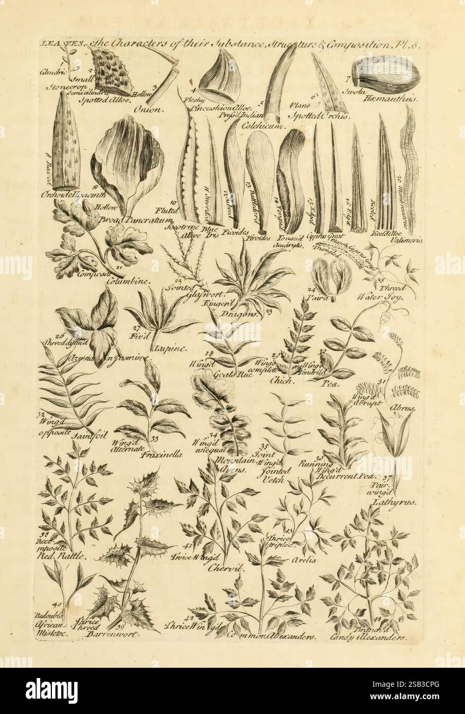 Understanding different botanical characteristics hi-res stock ...