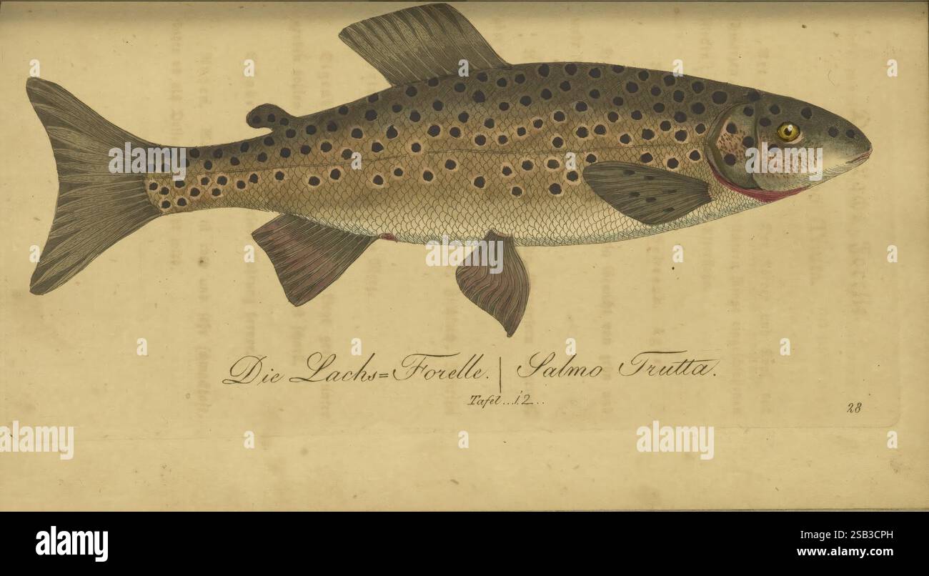 Fauna, Boica, Bavaria, Fishes, Germany, Pictorial, Works, Fish ...