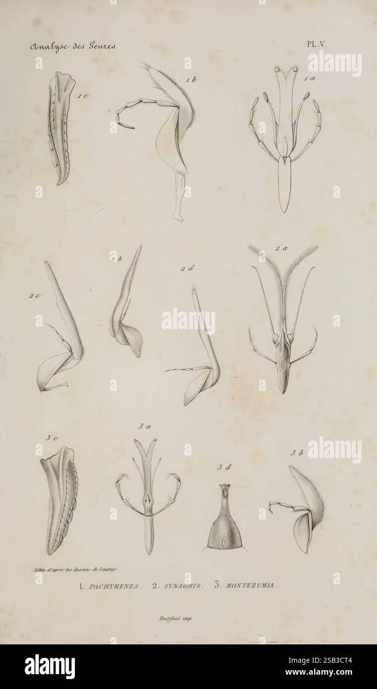 Various cephalopod structures hi-res stock photography and images - Alamy