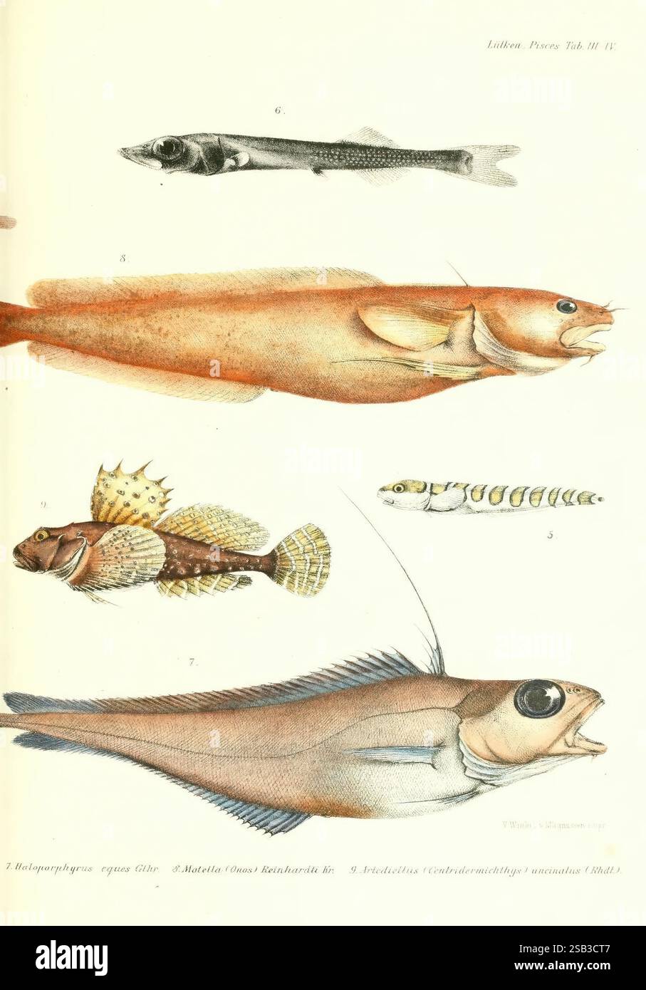 The Danish Ingolf-Expedition. Copenhagen, H. Hagerup, 1899-1928, Arctic ...