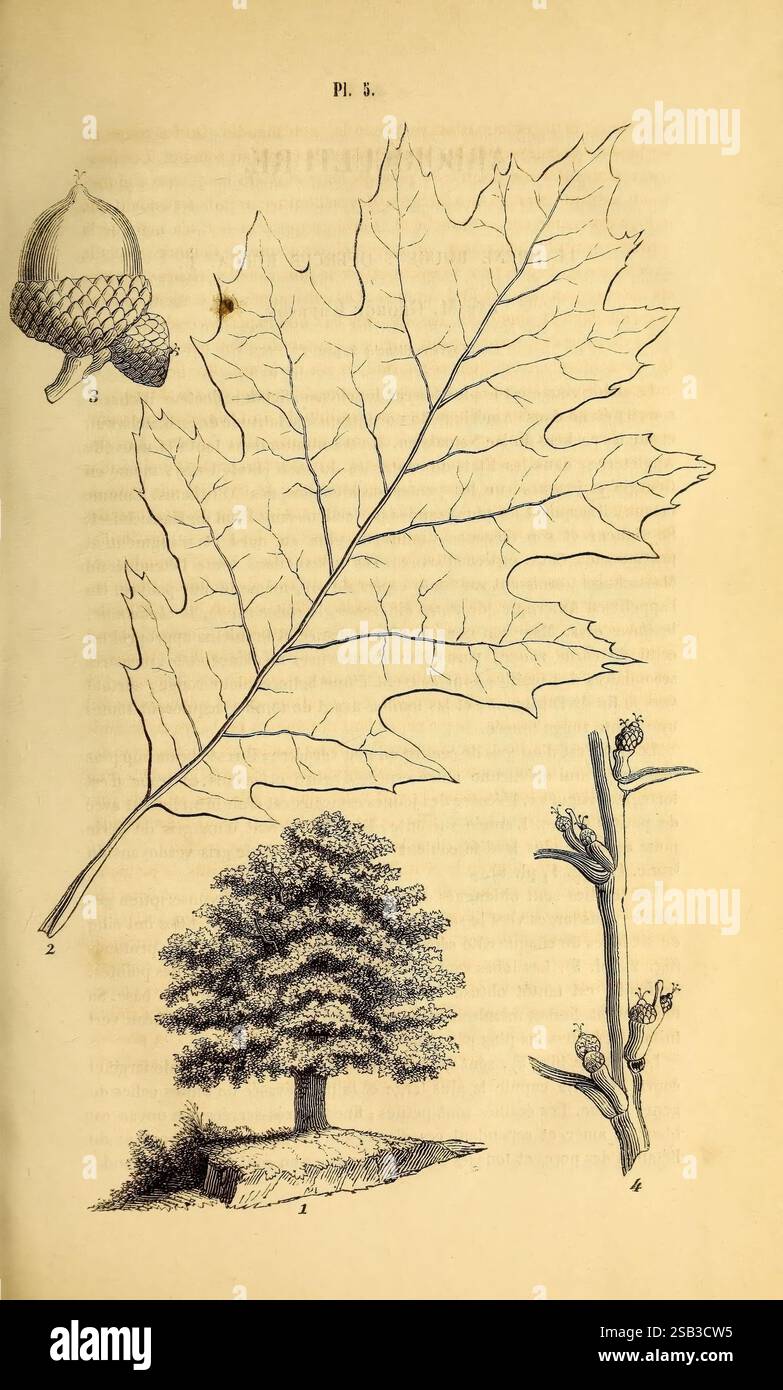 Prominent leaf shape emerging hi-res stock photography and images - Alamy