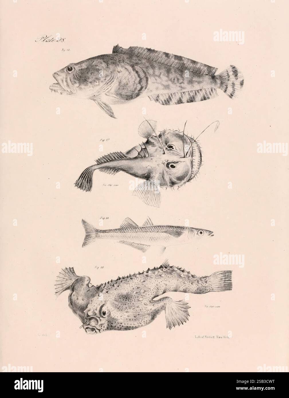 Flat fish exhibits hi-res stock photography and images - Alamy