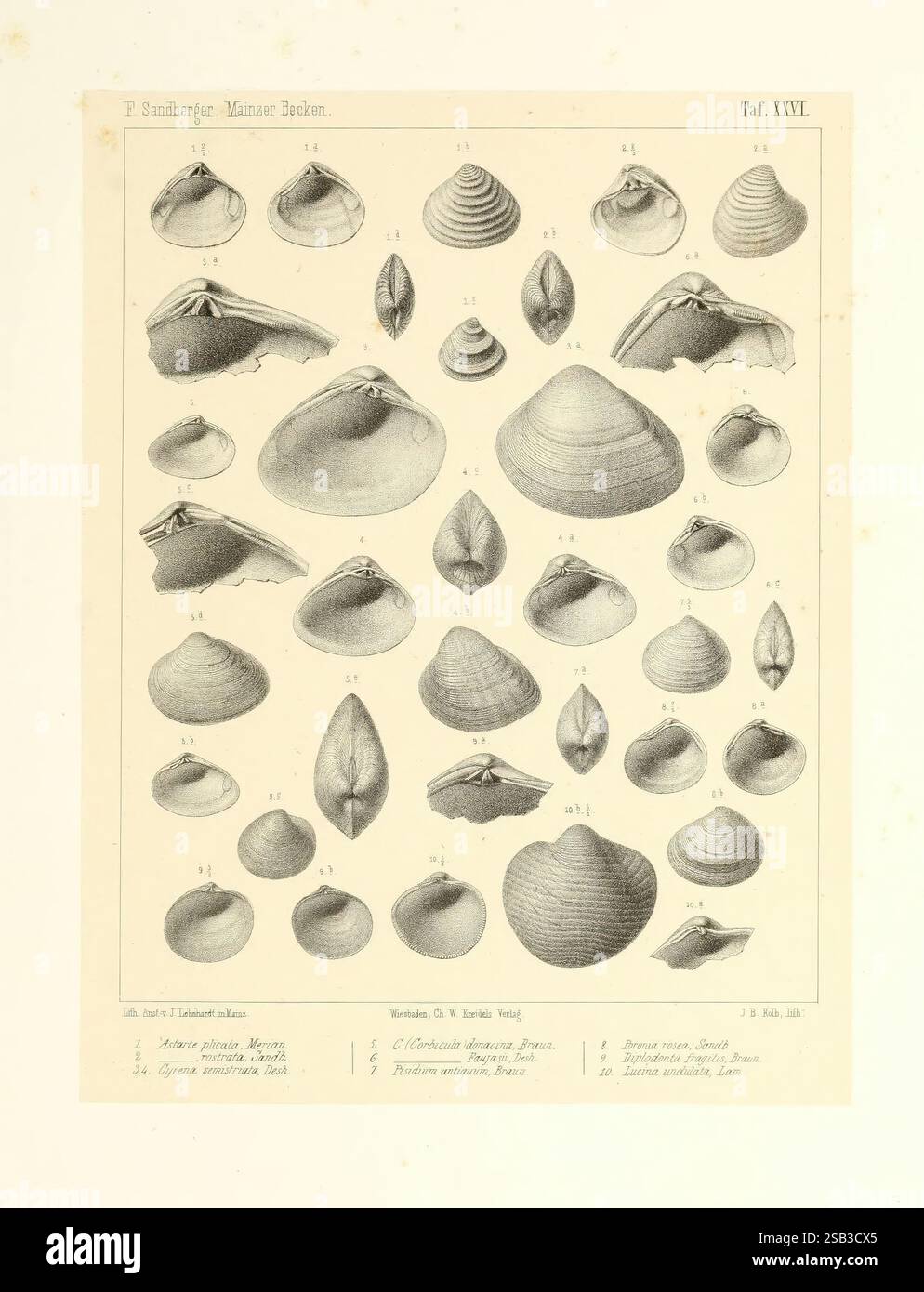 Die conchylien des Mainzer Tertiärbeckens, Wiesbaden, Kriedel und ...