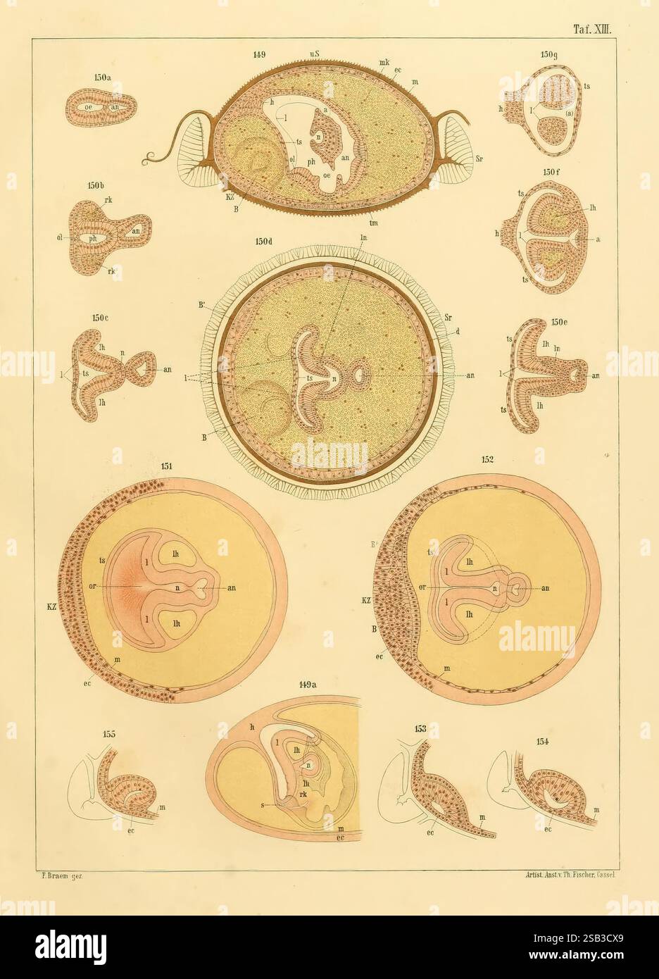 Several circular cells hi-res stock photography and images - Alamy