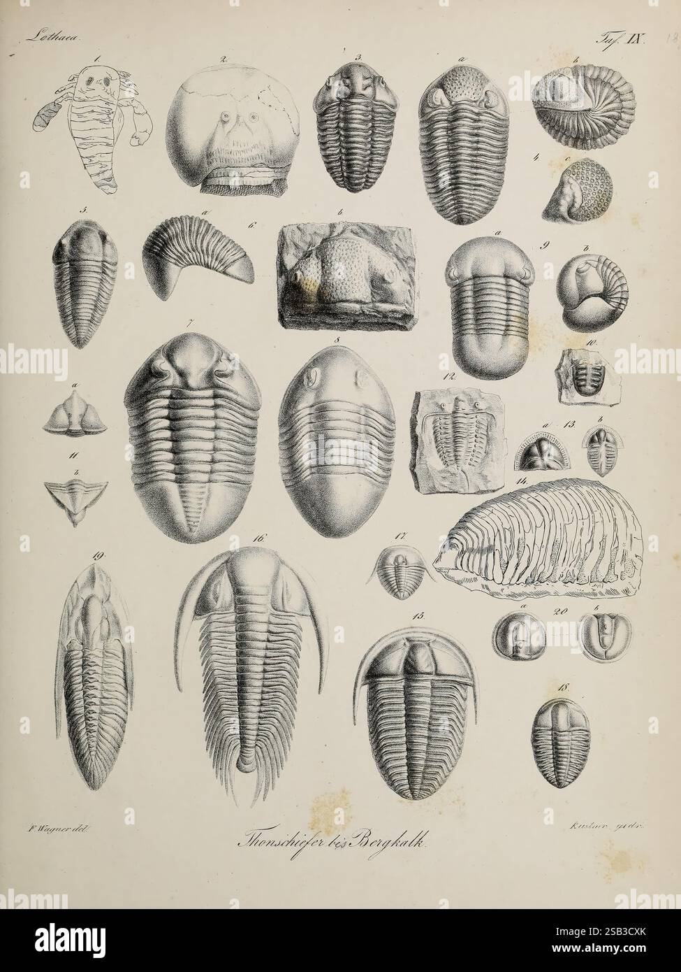 Trilobite lineage hi-res stock photography and images - Alamy