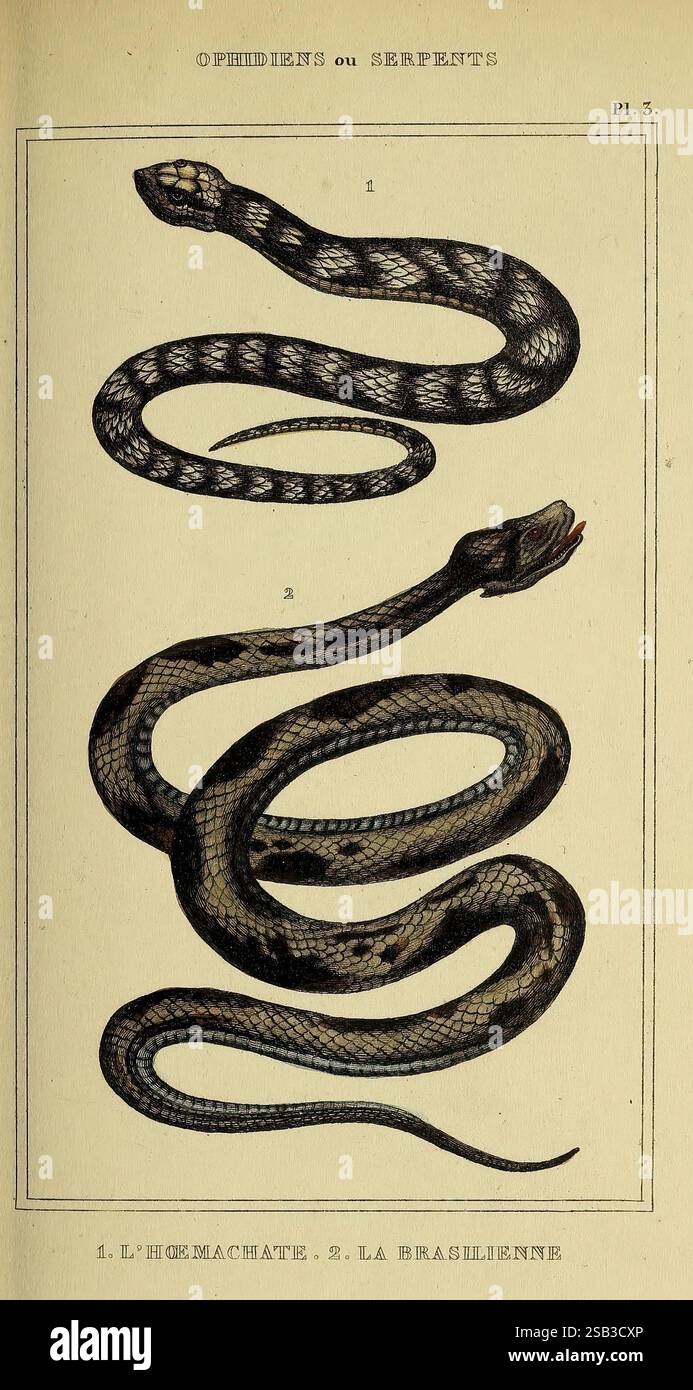 Illustration features two serpentine creatures hi-res stock photography ...