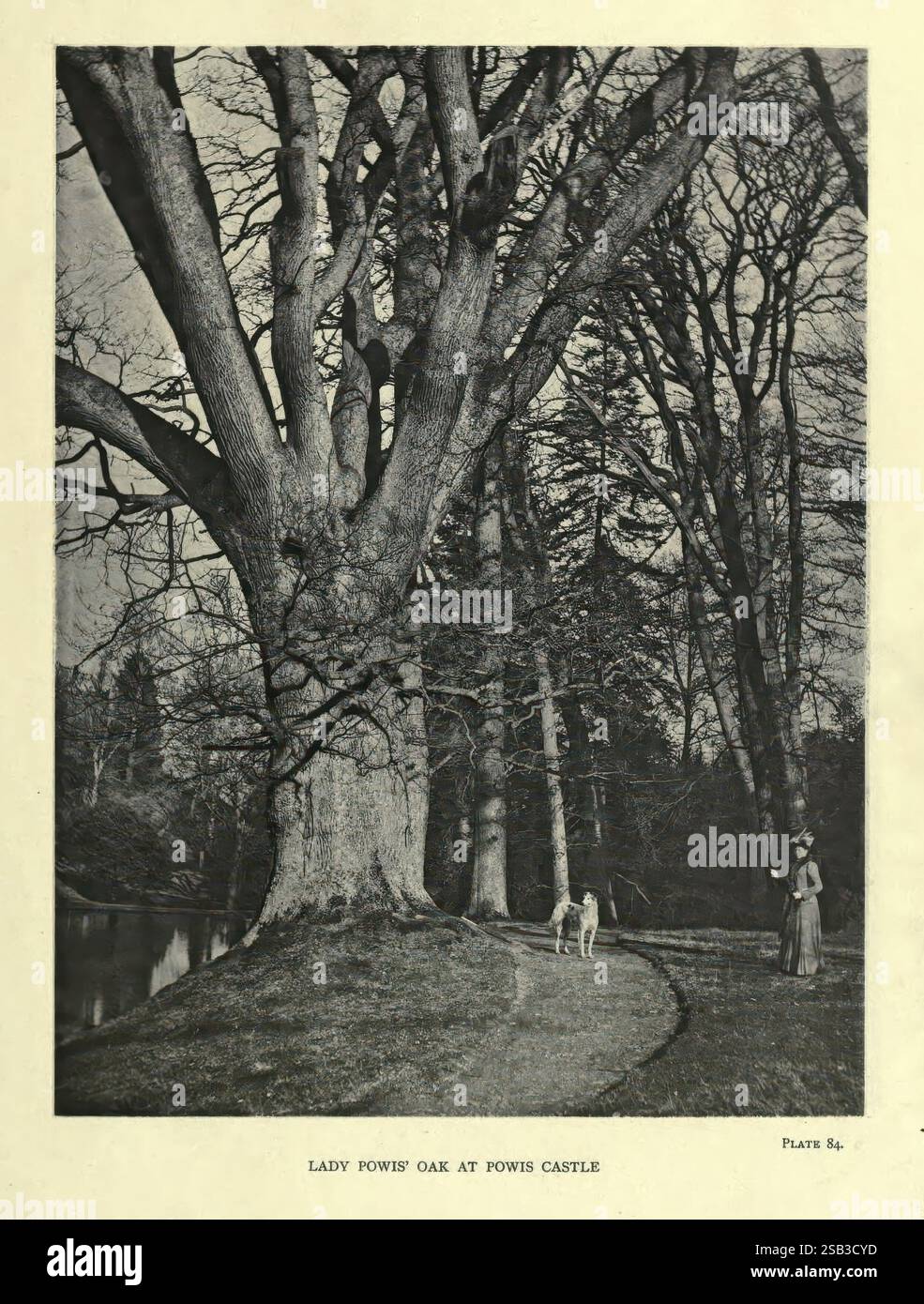 Lady powells oak hi-res stock photography and images - Alamy