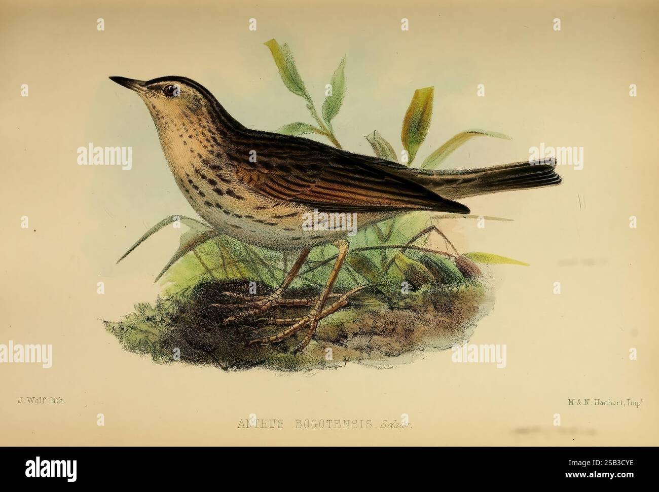 Proceedings of the Zoological Society of London, London, Academic Press ...