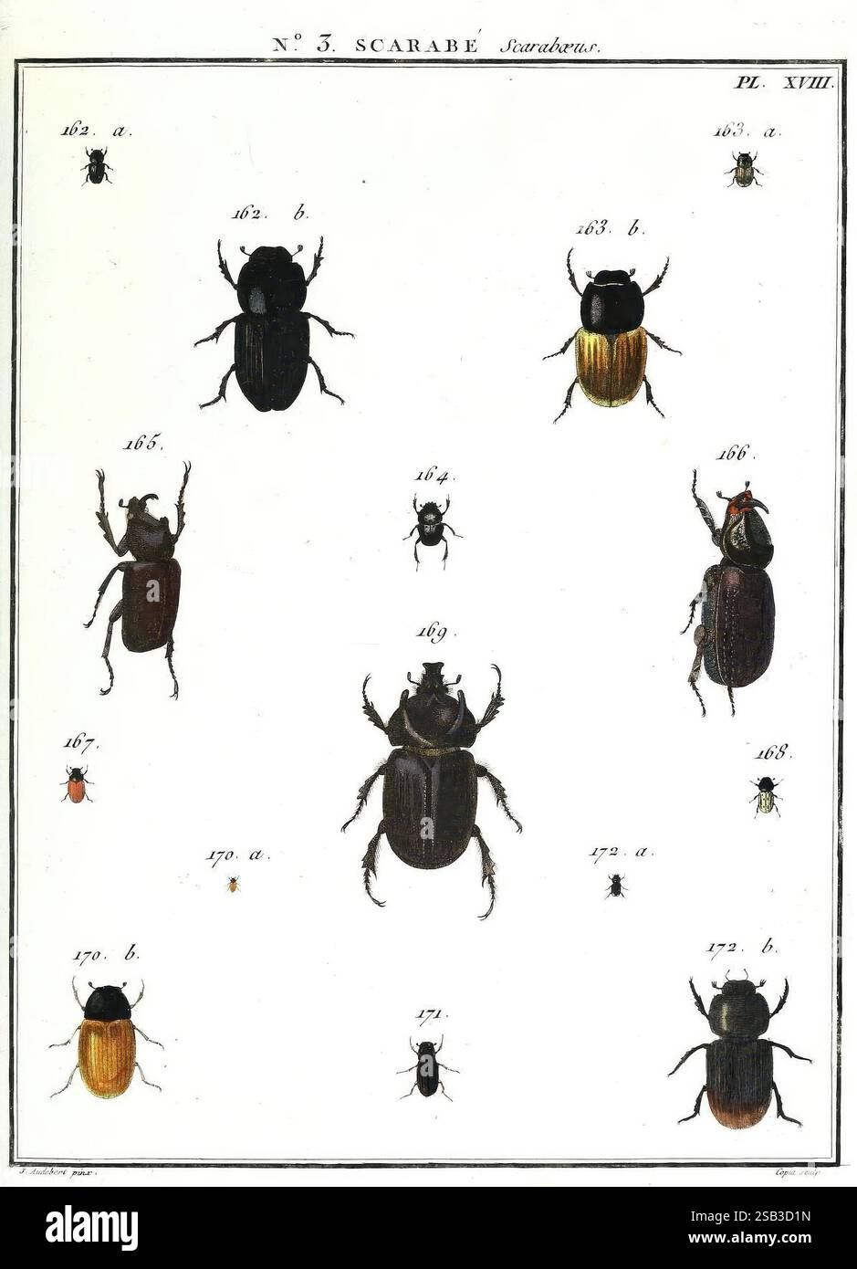 Image features multiple species hi-res stock photography and images - Alamy