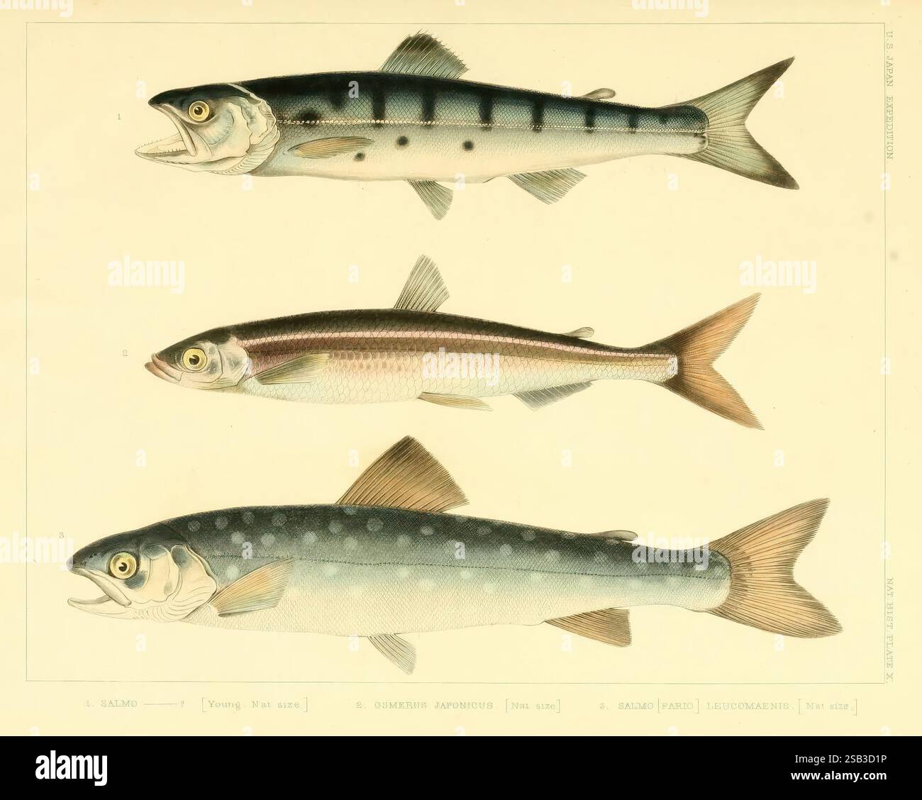 Notes on Some Figures of Japanese Fish Washington, s.n, 1856?, Japan ...