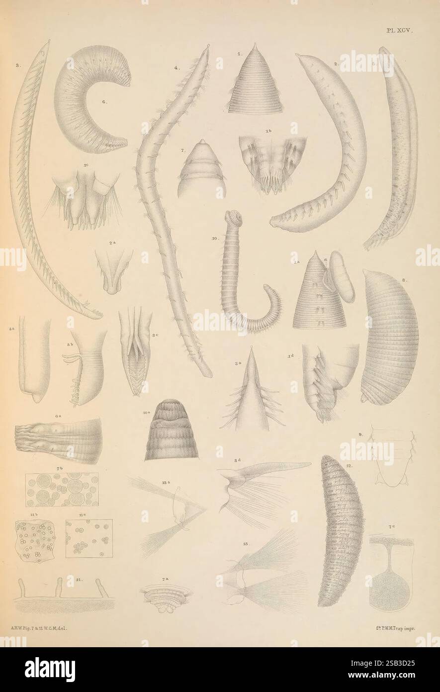 A monograph of the British marine annelids, London, The Ray Society ...