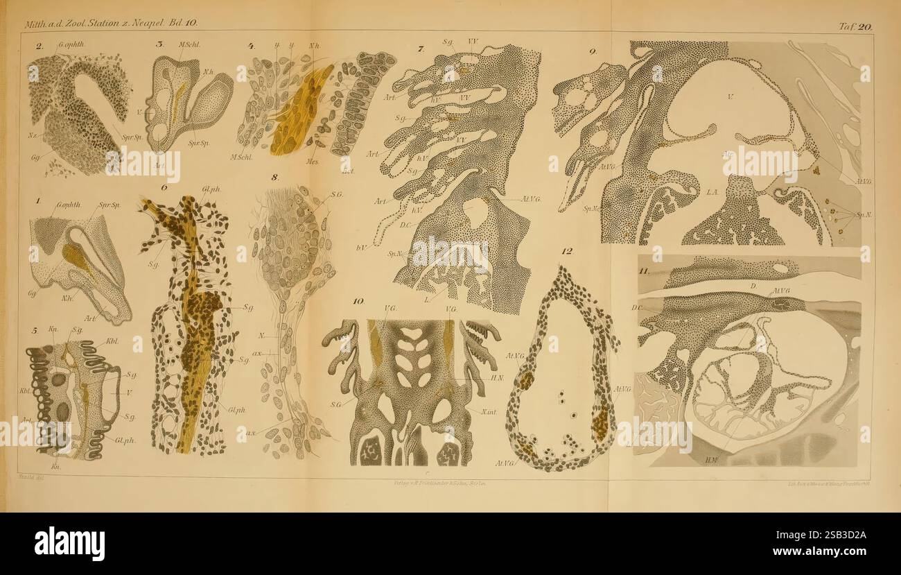 Comparative zoology anatomy embryo nervous system hi-res stock ...