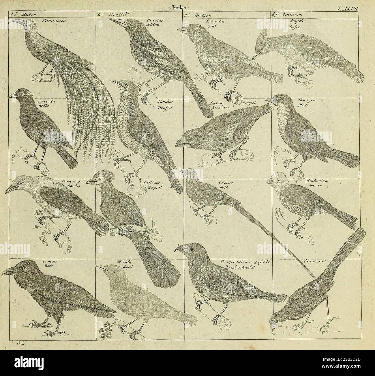 Okens Lehrbuch der Naturgeschichte Leipzig Bei Carl Heinrich Reclam ...