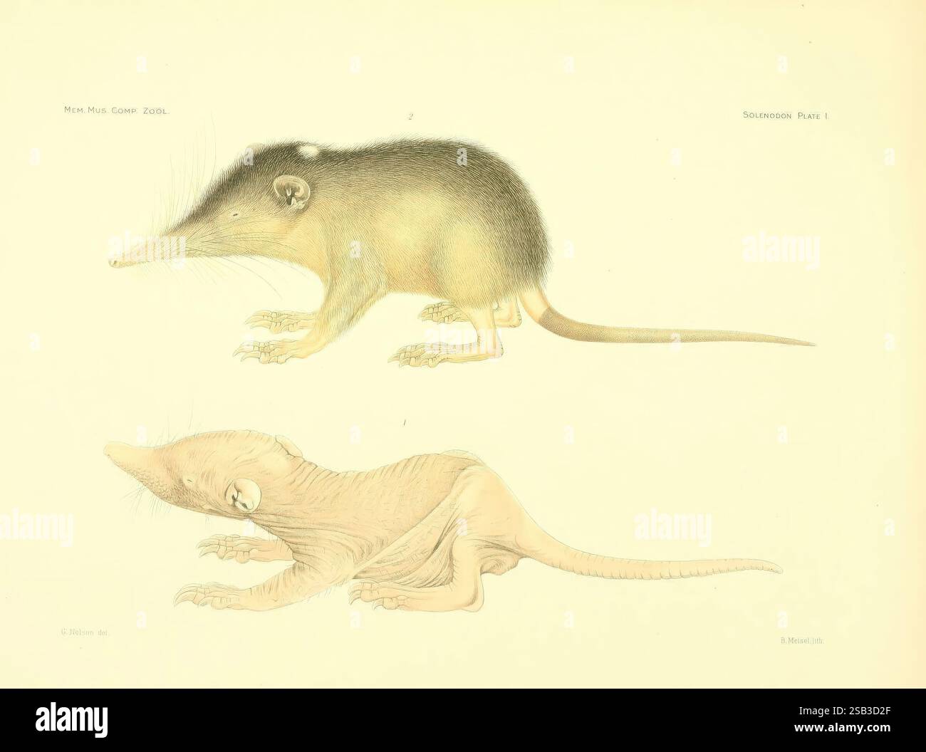 Solenodon paradoxus, Cambridge, U.S.A, 1910, Hispaniolan solenodon ...