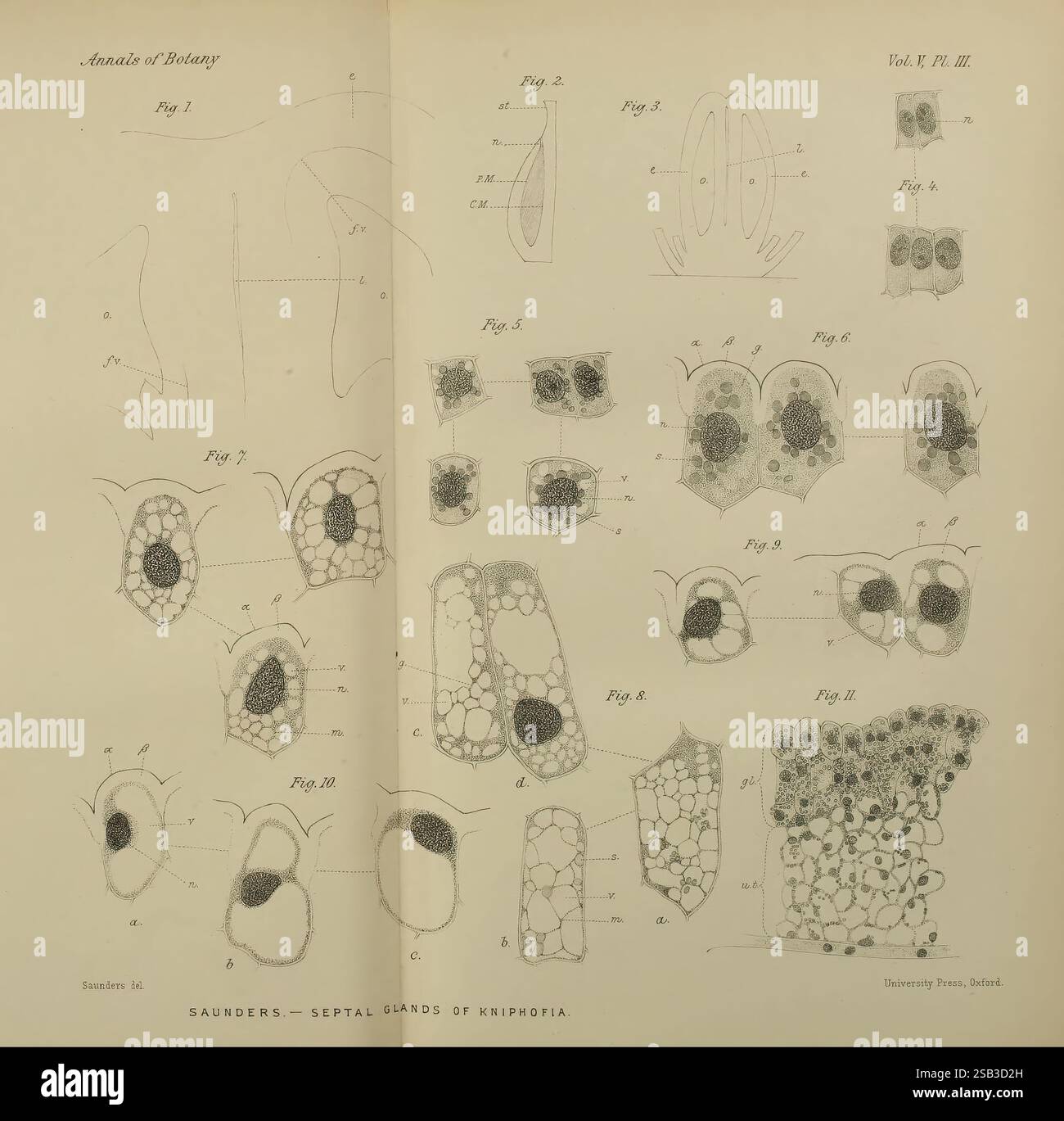 Annals of Botany, London, Botany, Periodicals, Plants, The illustration ...