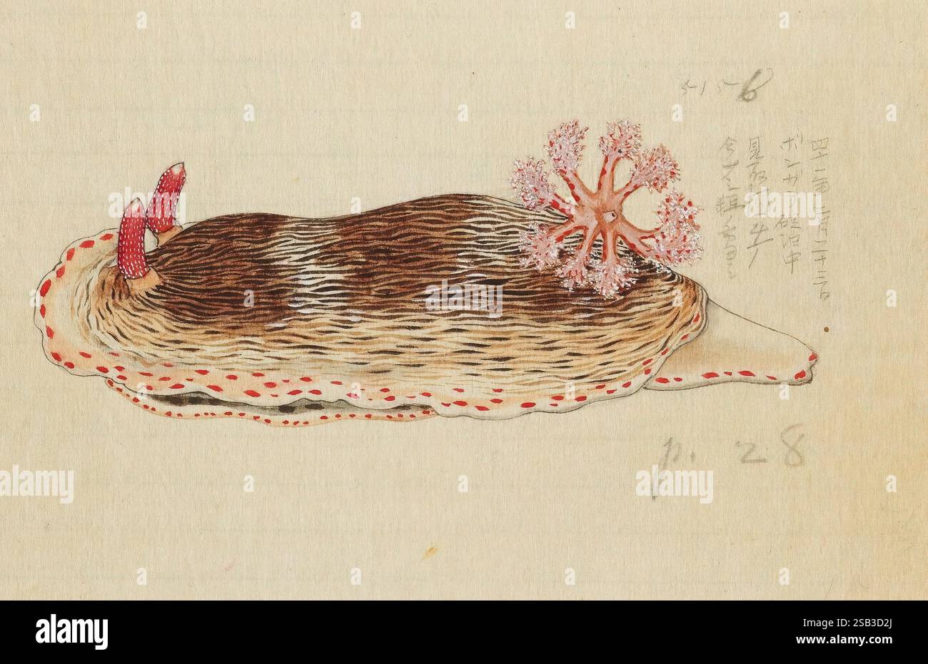 Notes, and, description, of, specimens, collected, on, the, Philippine ...