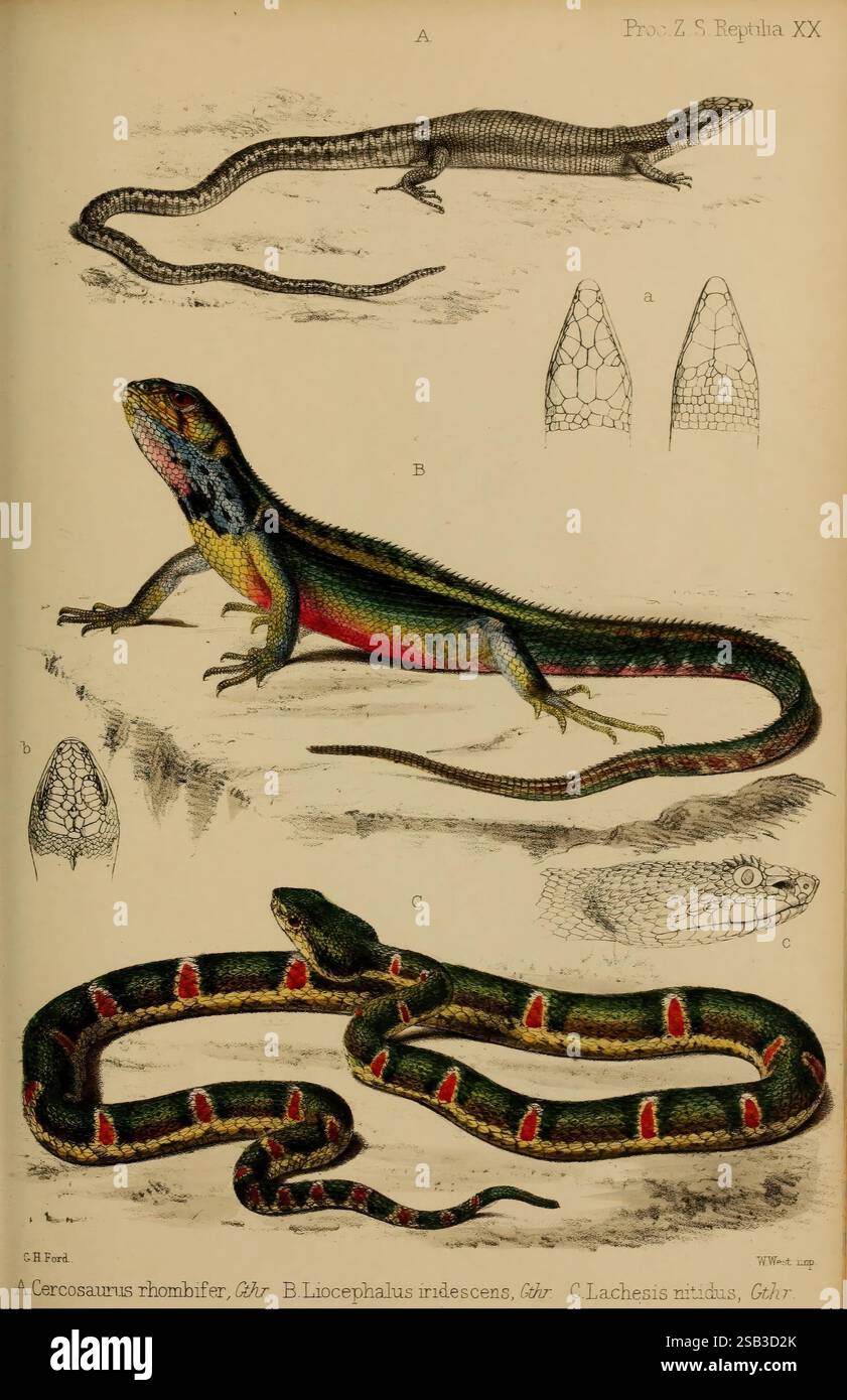 Three reptiles hi-res stock photography and images - Alamy