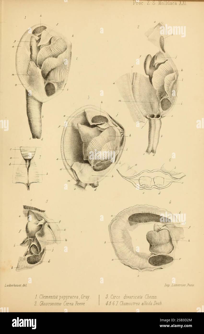 Proceedings of the Zoological Society of London, London, Academic Press ...