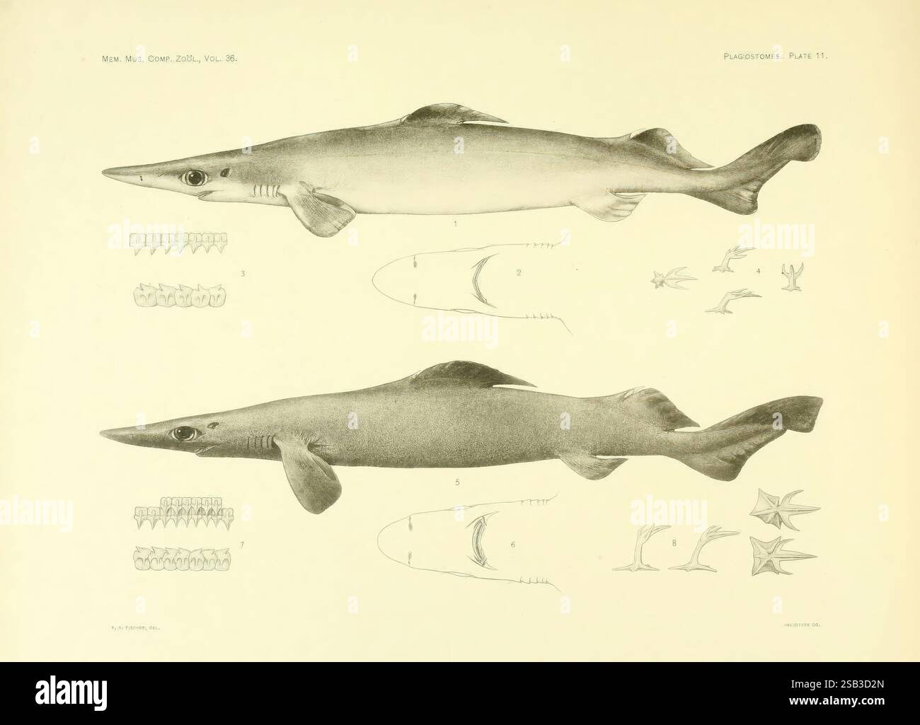 The Plagiostomia Sharks skates and rays Cambridge, U.S.A. Printed for ...