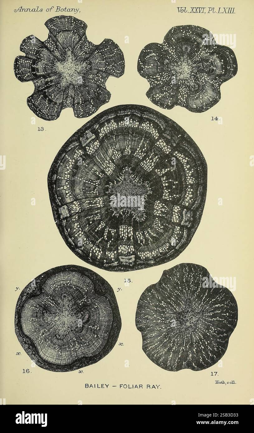 Radial symmetries hi-res stock photography and images - Alamy