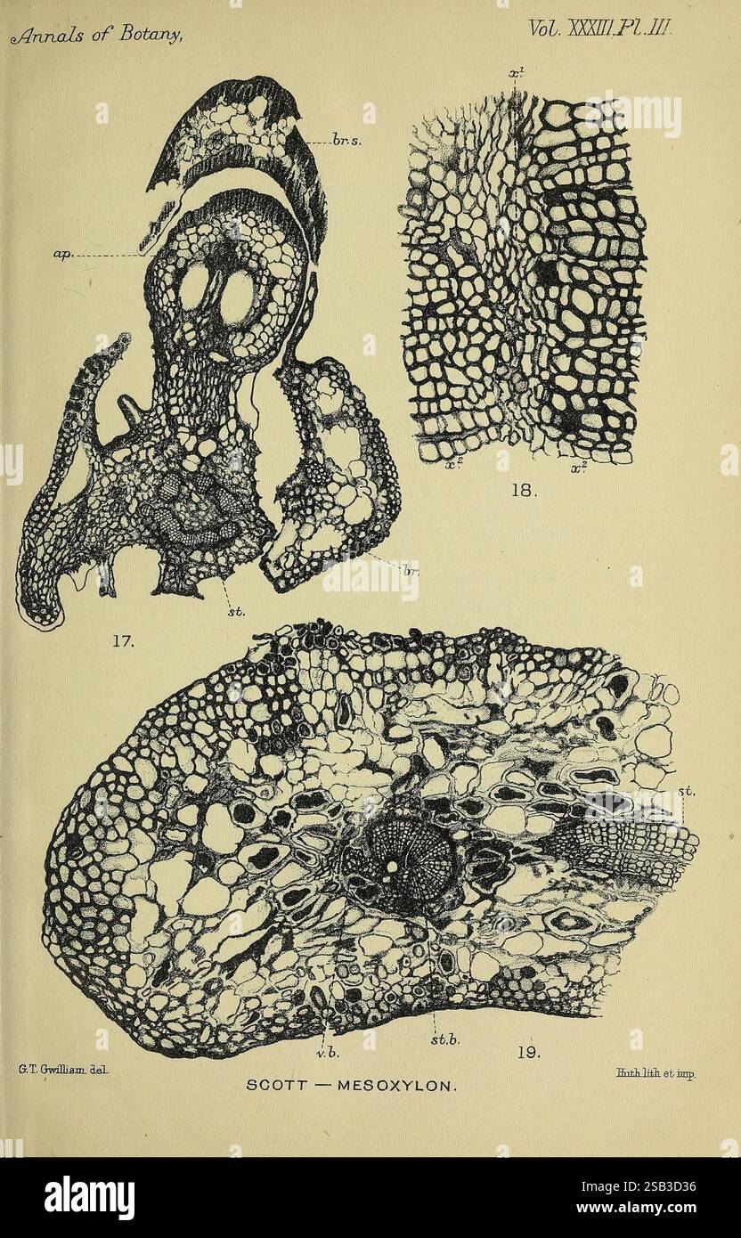 Annals of Botany, London, Botany, Periodicals, Plants, The illustration ...